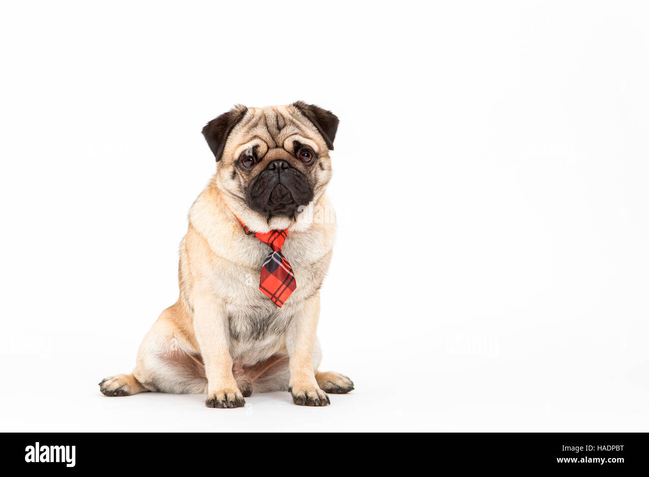 Pug. Adult male sitting, wearing a red chequered tie. Studio picture ...