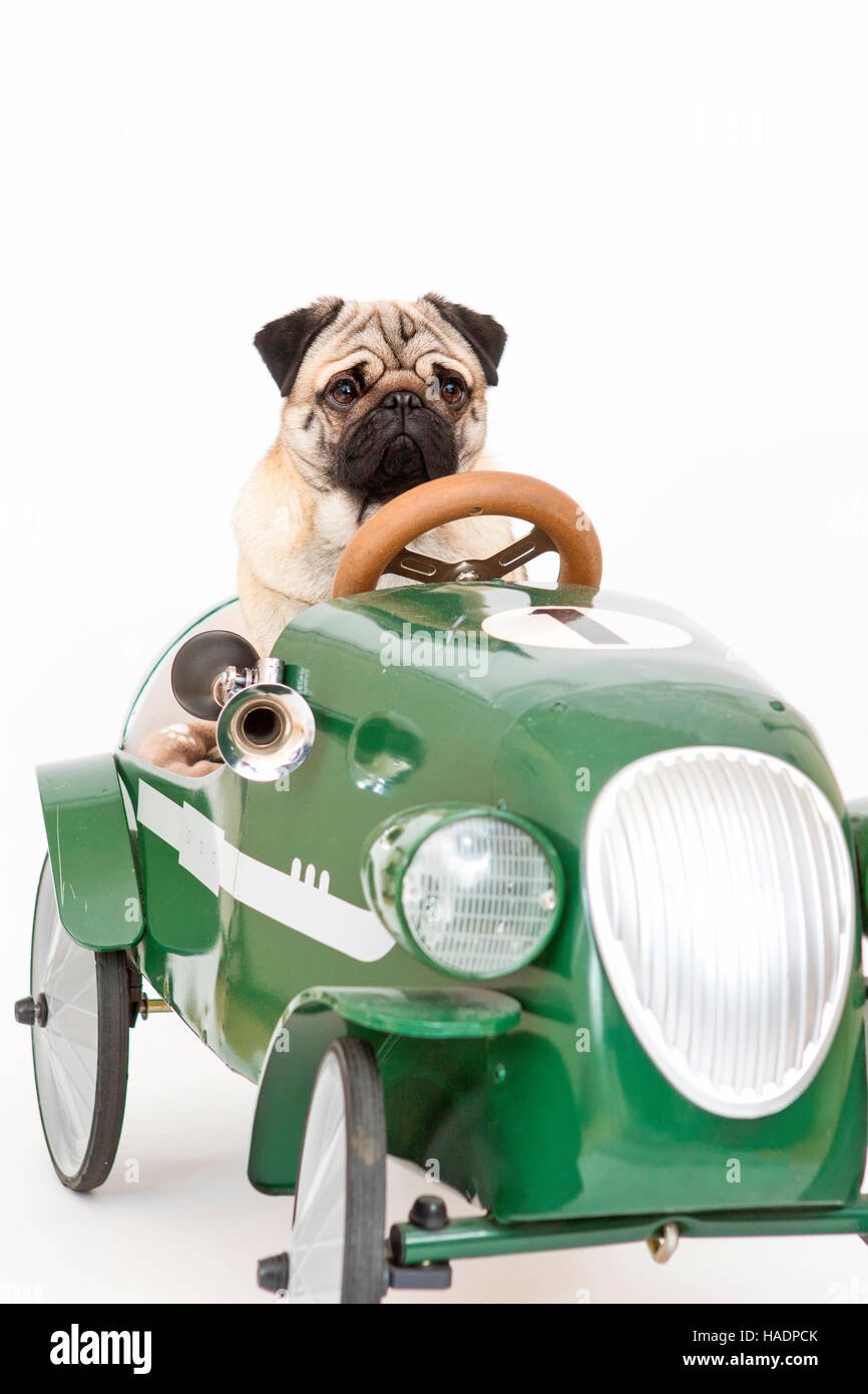 Pug. Adult male sitting in a green sports car. Studio picture against a ...