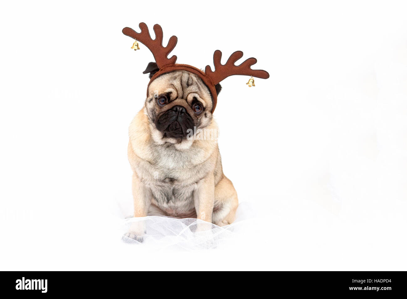 Pug. Adult male sitting, wearing antlers with bells. Studio picture ...