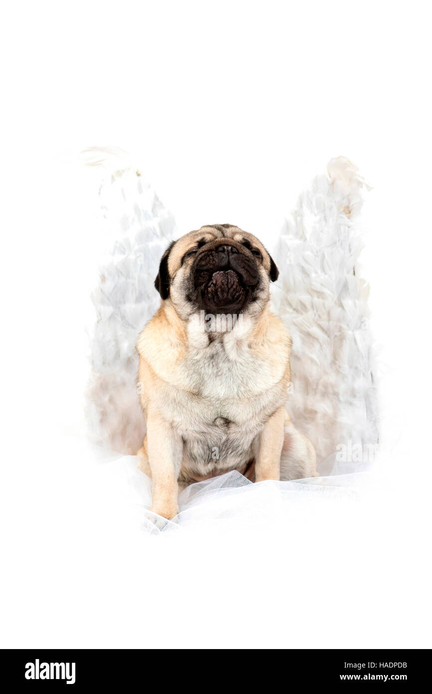 Pug. Adult male sitting, wearing angels wings. Studio picture against a ...