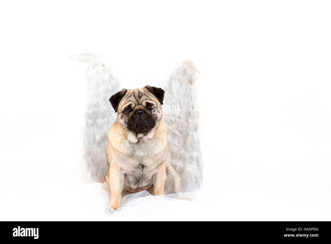 Pug. Adult male sitting, wearing angels wings. Studio picture against a ...