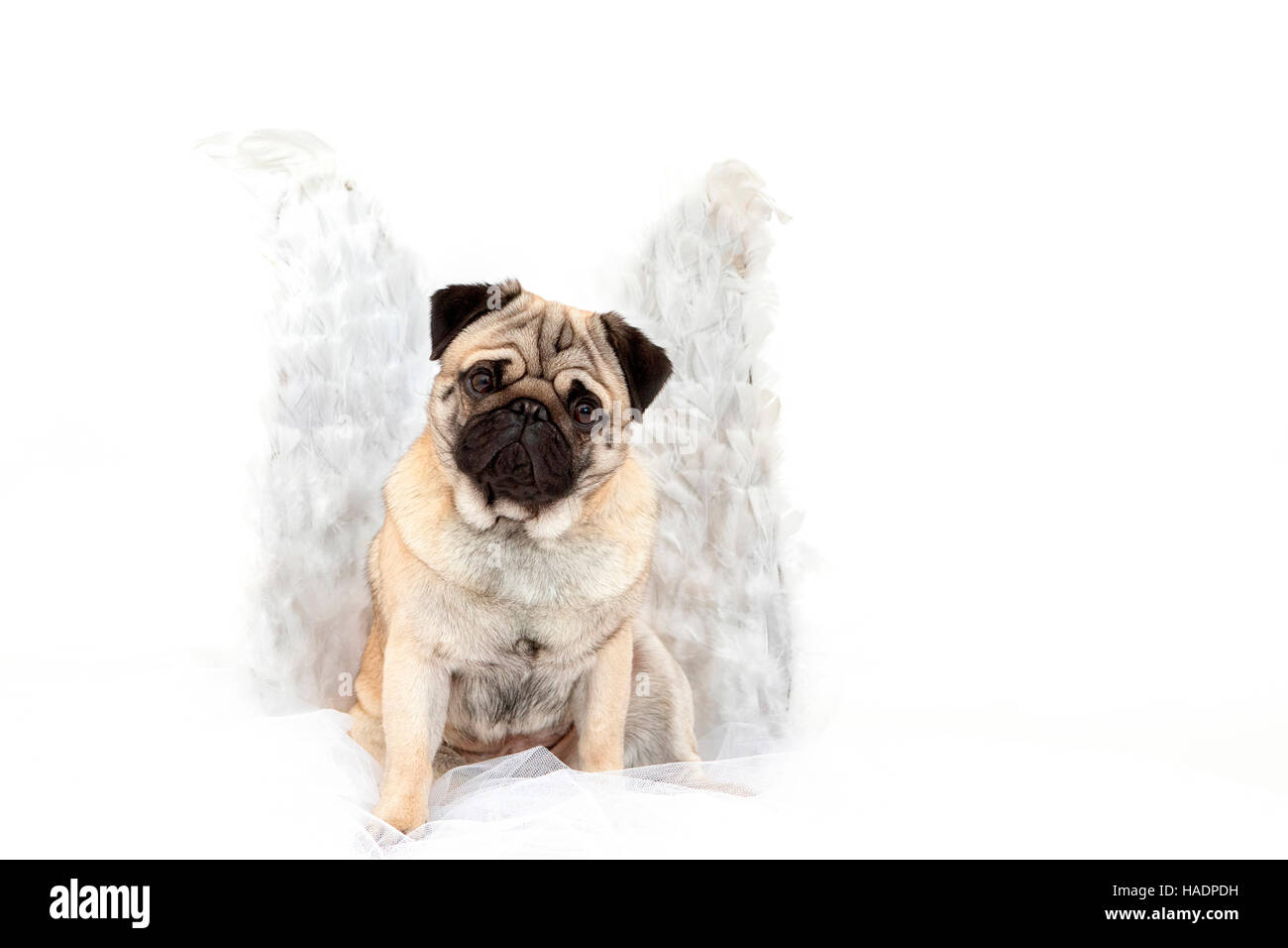 Pug. Adult male sitting, wearing angels wings. Studio picture against a ...