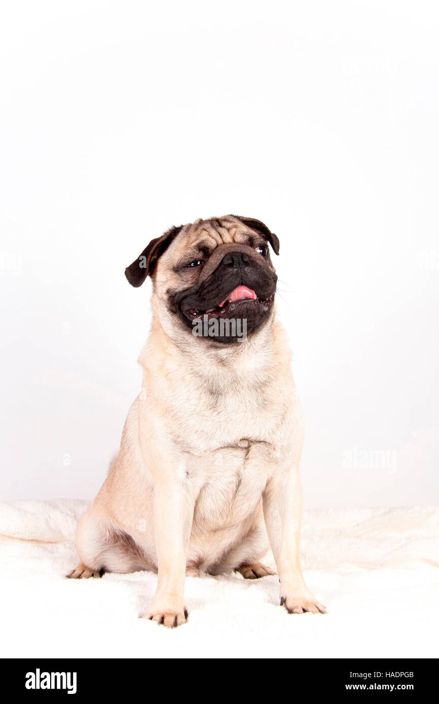 Pug. Adult male sitting. Studio picture against a white background ...