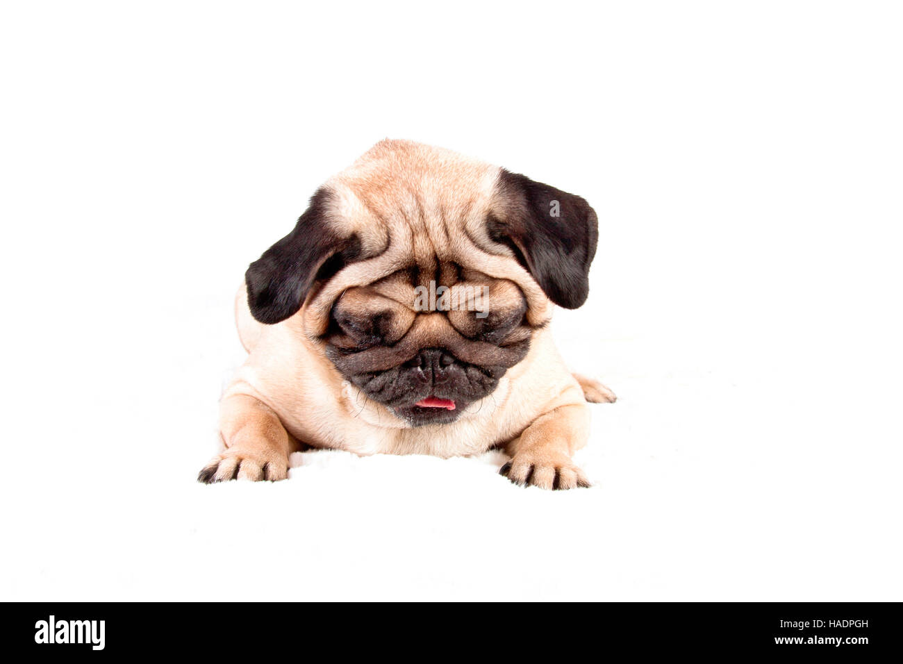 Pug. Adult male looking down. Studio picture against a white background ...