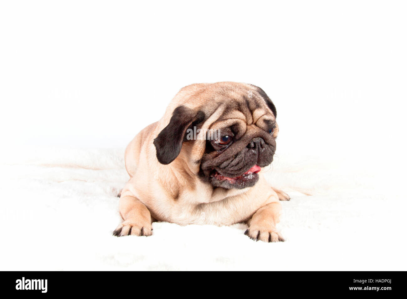 Pug. Adult male lying with ears hanging. Studio picture against a white ...