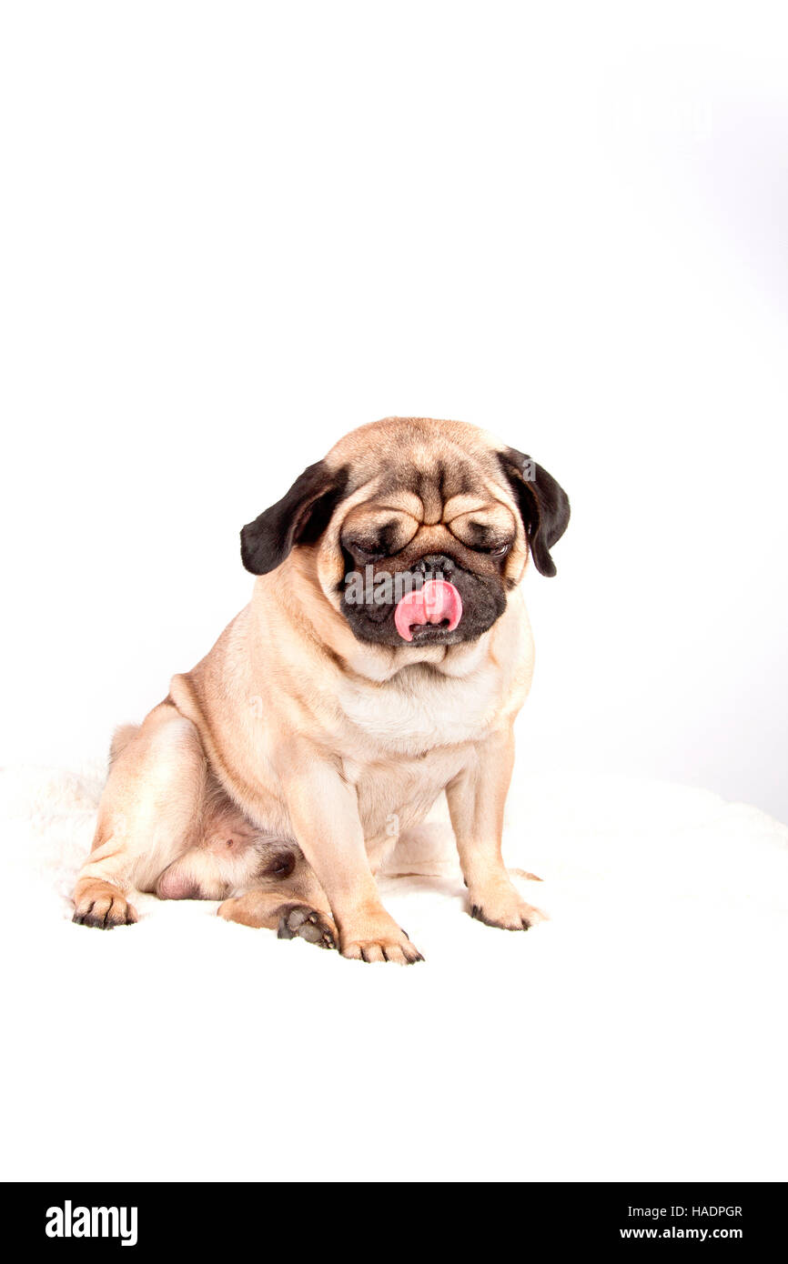 Pug. Adult male sitting while licking its nose. Studio picture against ...