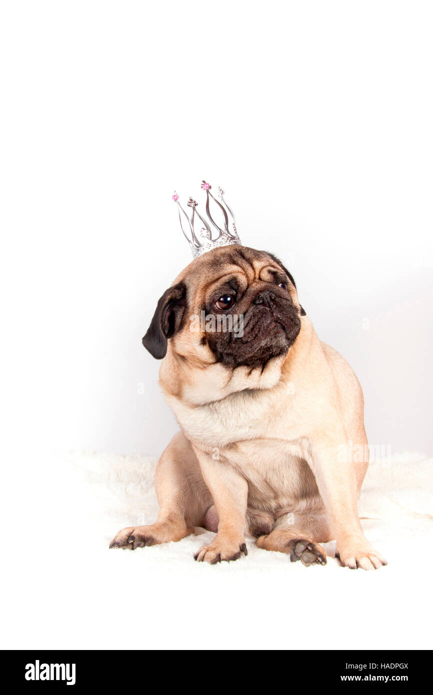 Pug. Adult male wearing a crown, sitting. Studio picture against a ...