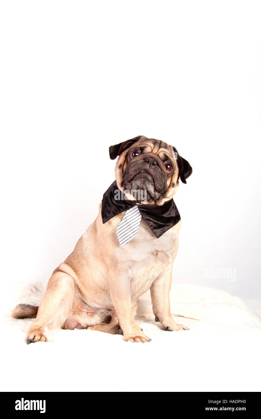 Pug. Adult male wearing tie and shirt collar, sitting. Studio picture ...