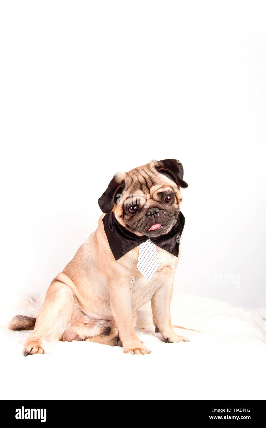 Pug. Adult male wearing tie and shirt collar, sitting. Studio picture ...