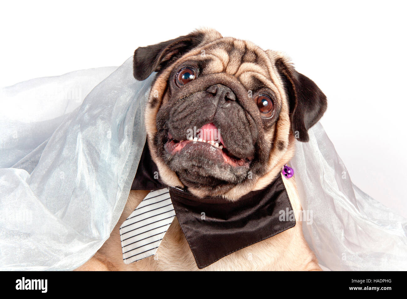 Pug. Adult male wearing tie and shirt collar, sitting under light blue ...