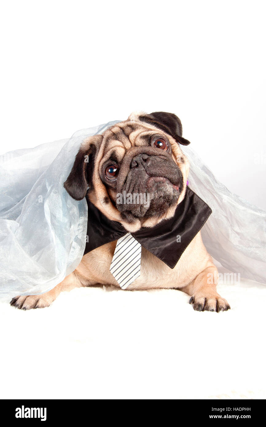 Pug. Adult male wearing tie and shirt collar, lying under light blue ...