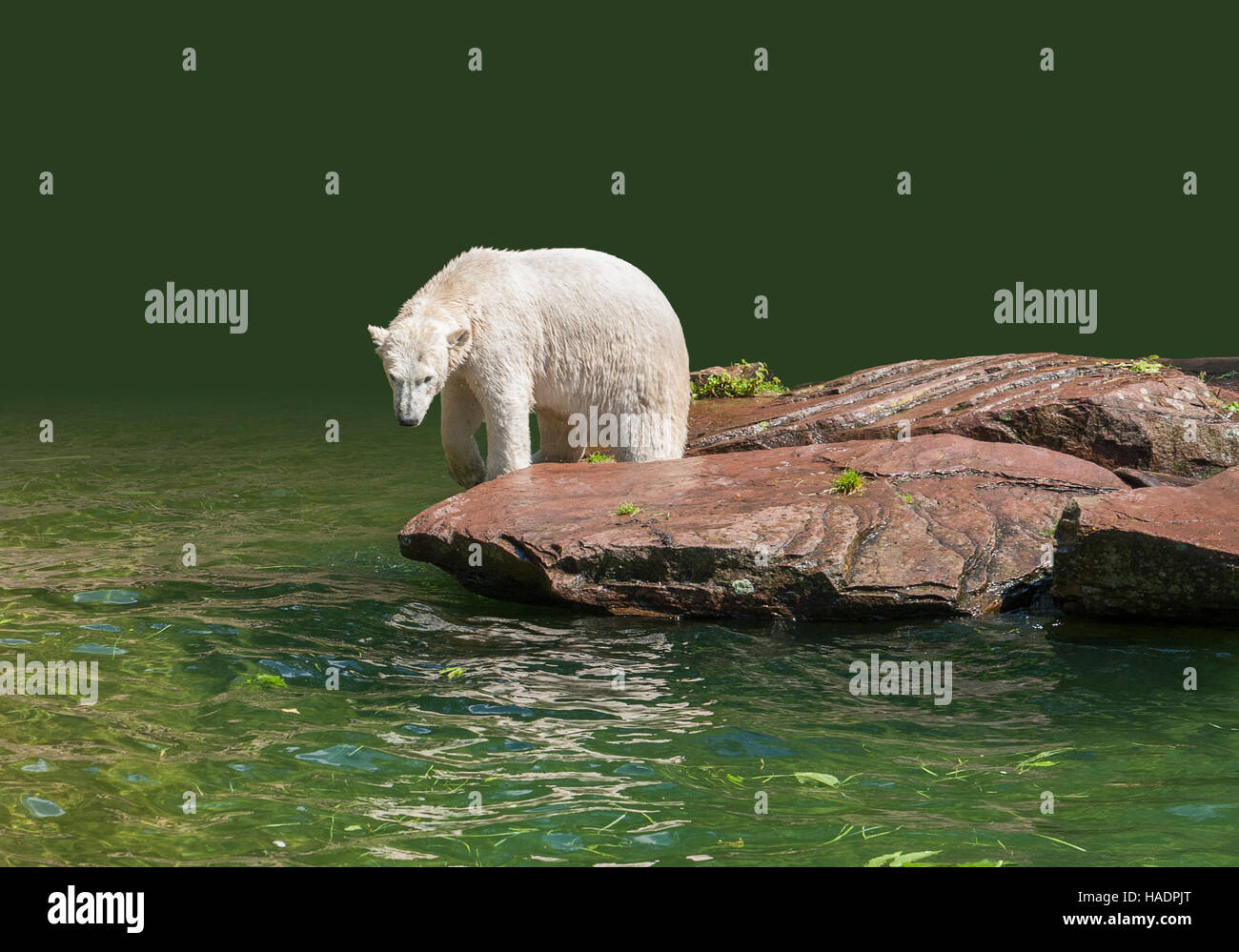 Bear rock formation hi-res stock photography and images - Alamy