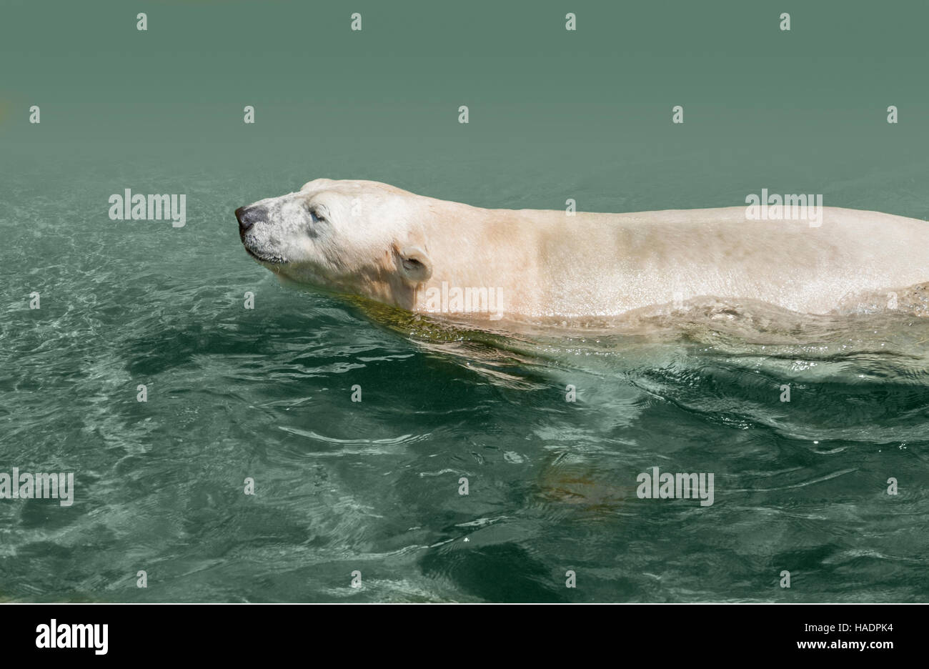 Polar bear swimming in wet ambiance, partly isolated Stock Photo - Alamy