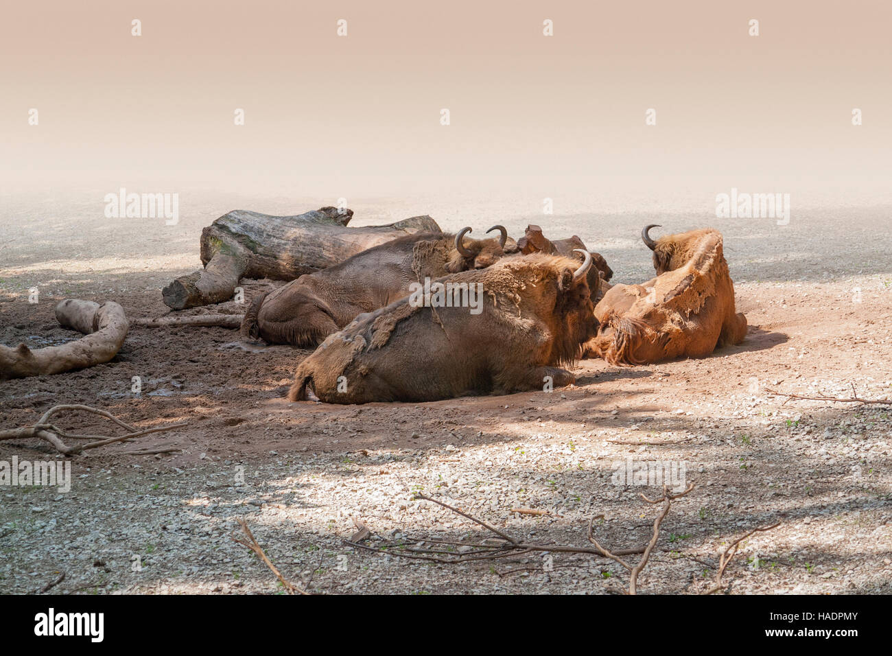 some Bisons resting on the ground, partly isolated Stock Photo - Alamy