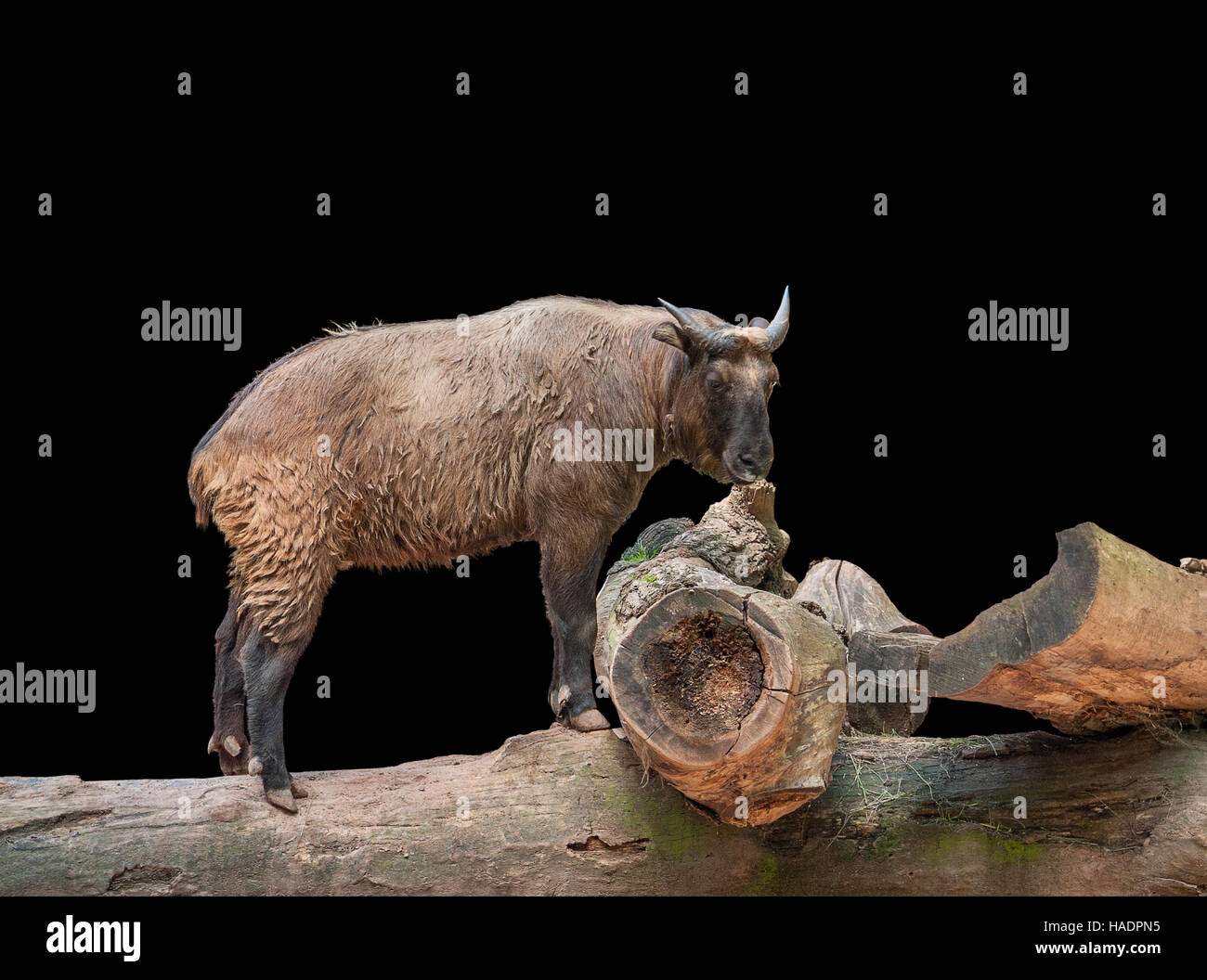 Takin Stock Photos & Takin Stock Images - Alamy