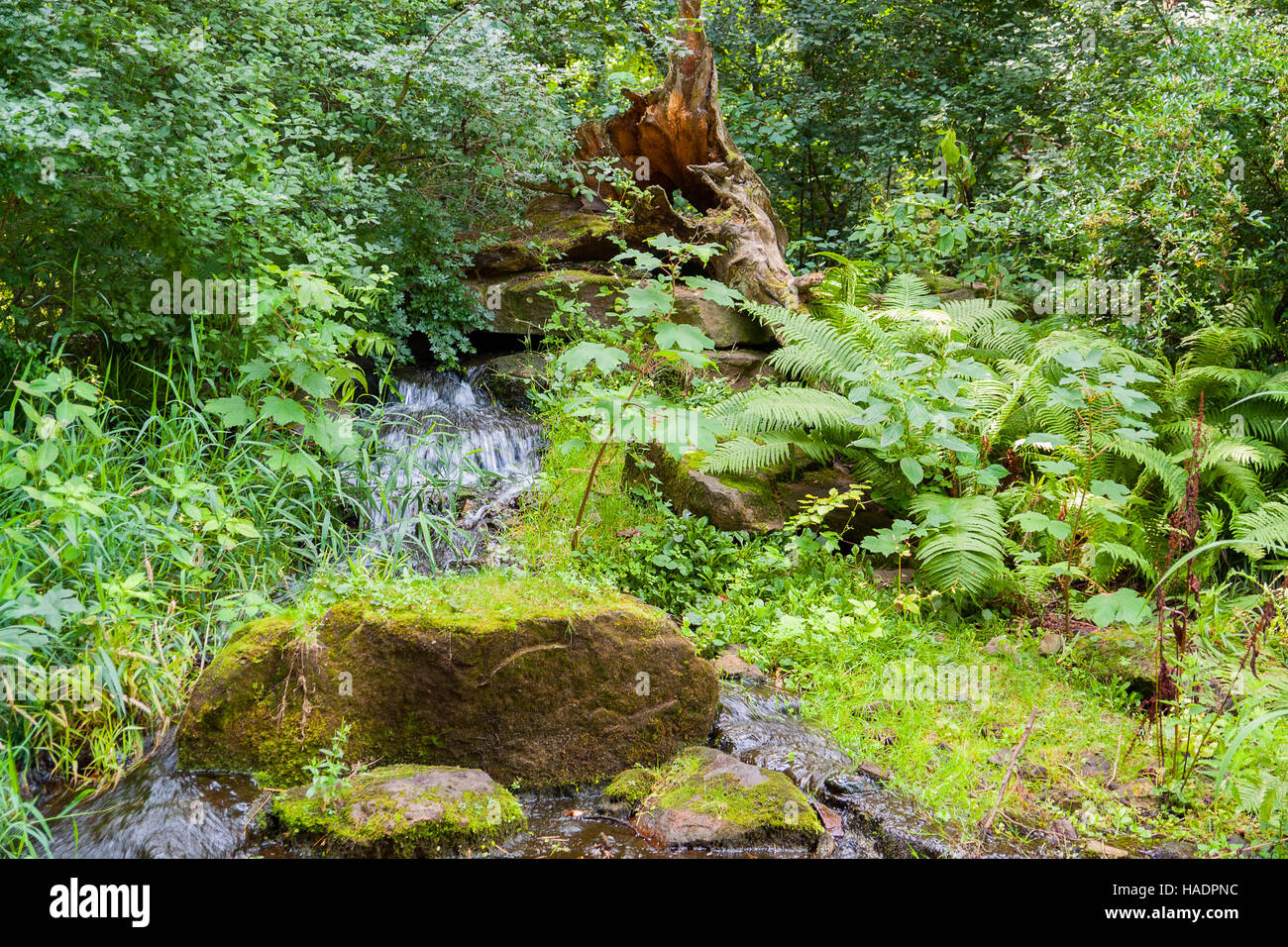 idyllic forest scenery including a fountain in green vegetation Stock ...