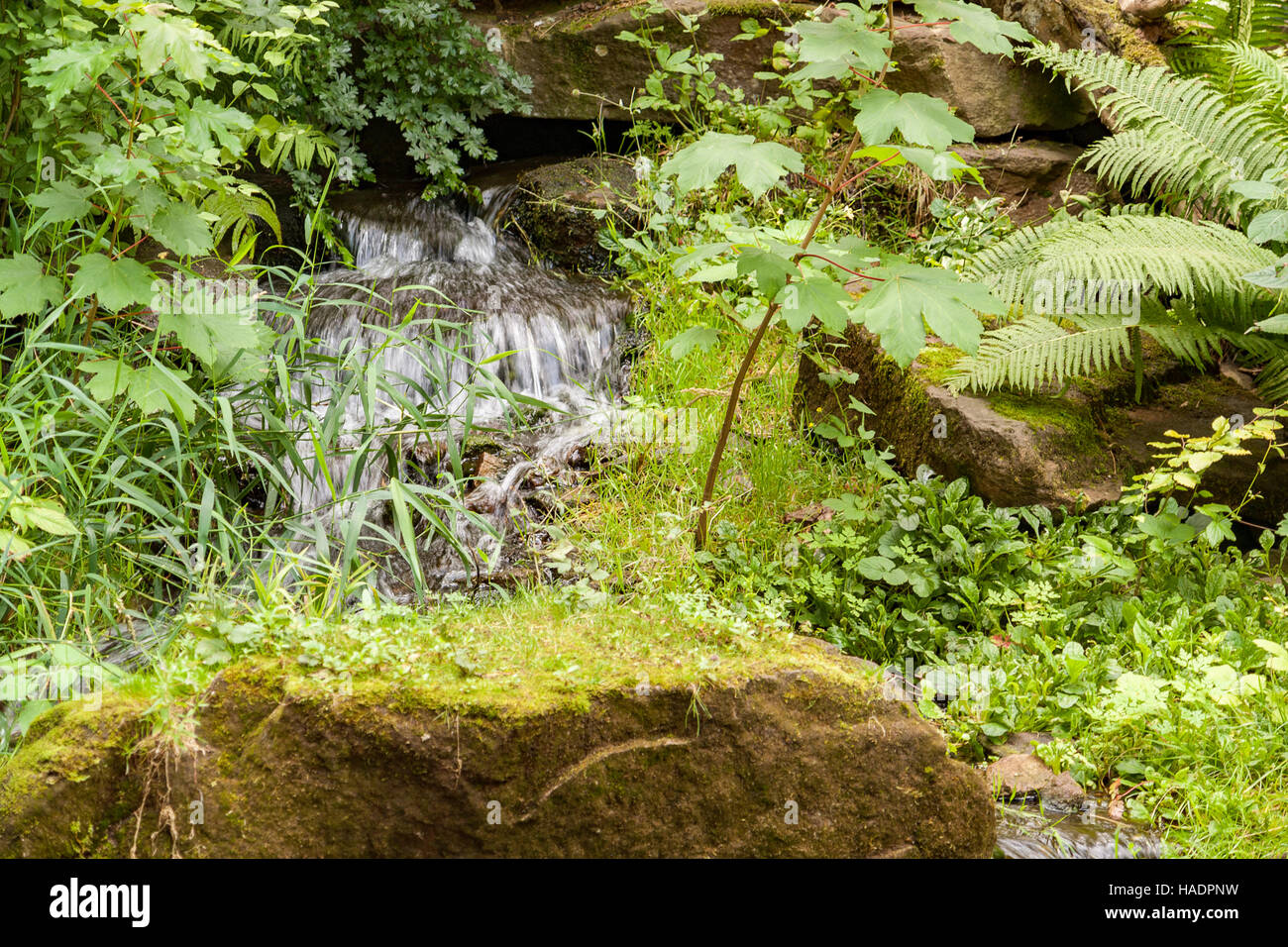 Moist Vegetation High Resolution Stock Photography and Images - Alamy