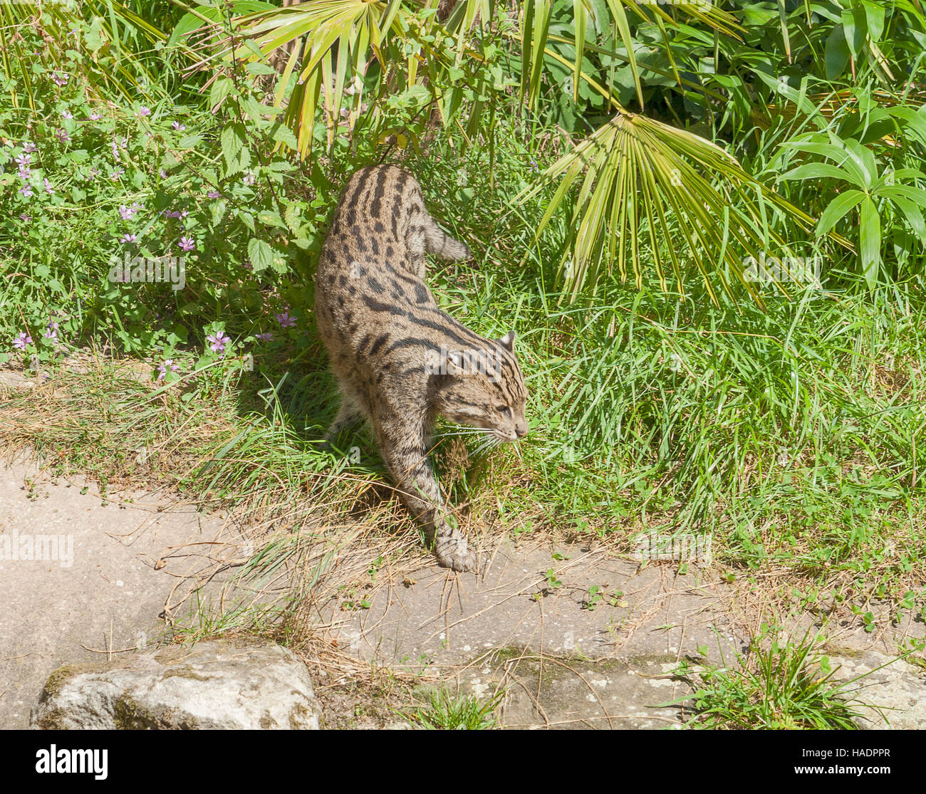 Cat scenery hi-res stock photography and images - Alamy