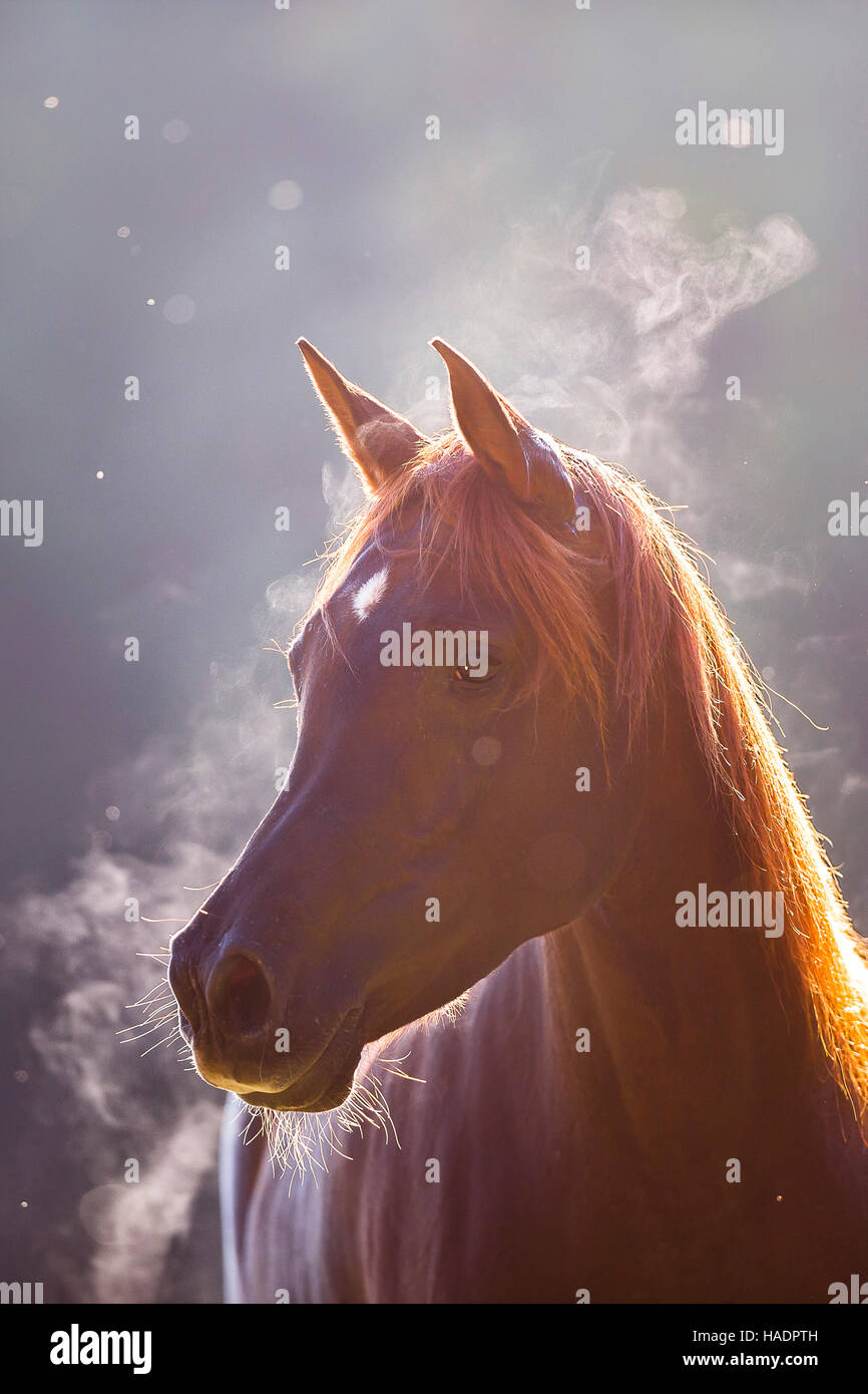 Steaming horse hi-res stock photography and images - Alamy