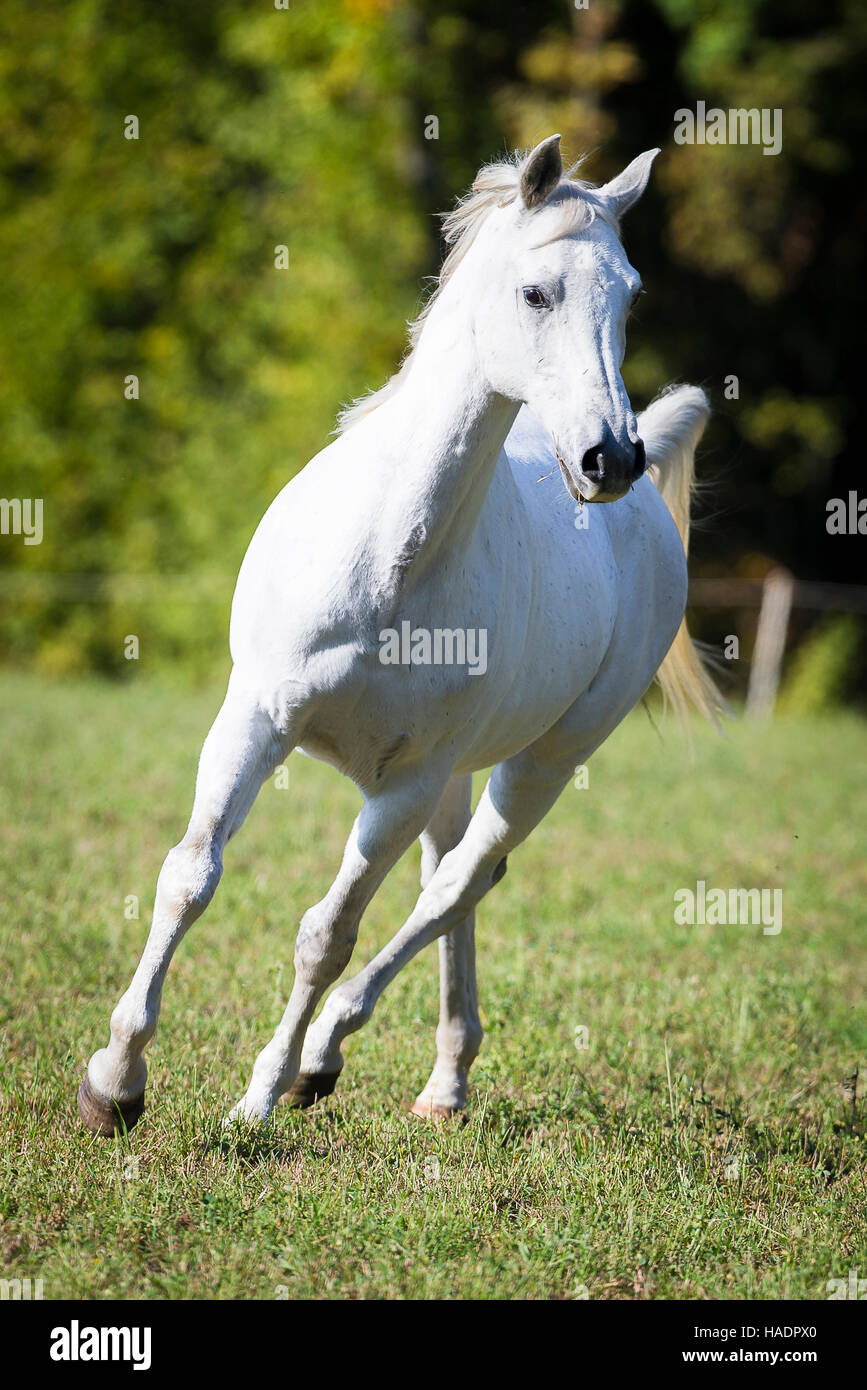 Arabian Horse. Gray gelding galloping on a pasture. Germany Stock Photo ...
