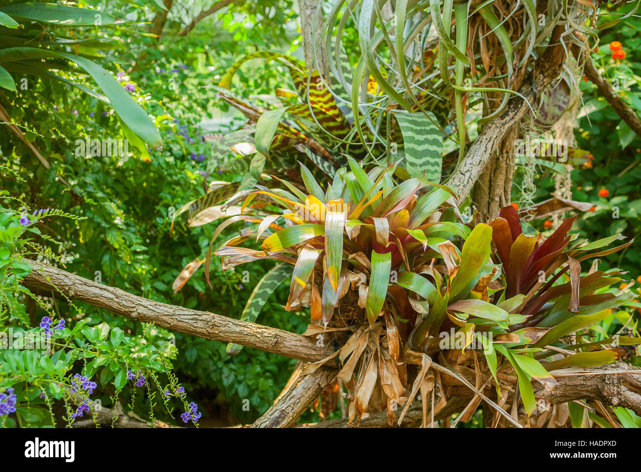 vivid scenery including lots of various jungle plants Stock Photo - Alamy