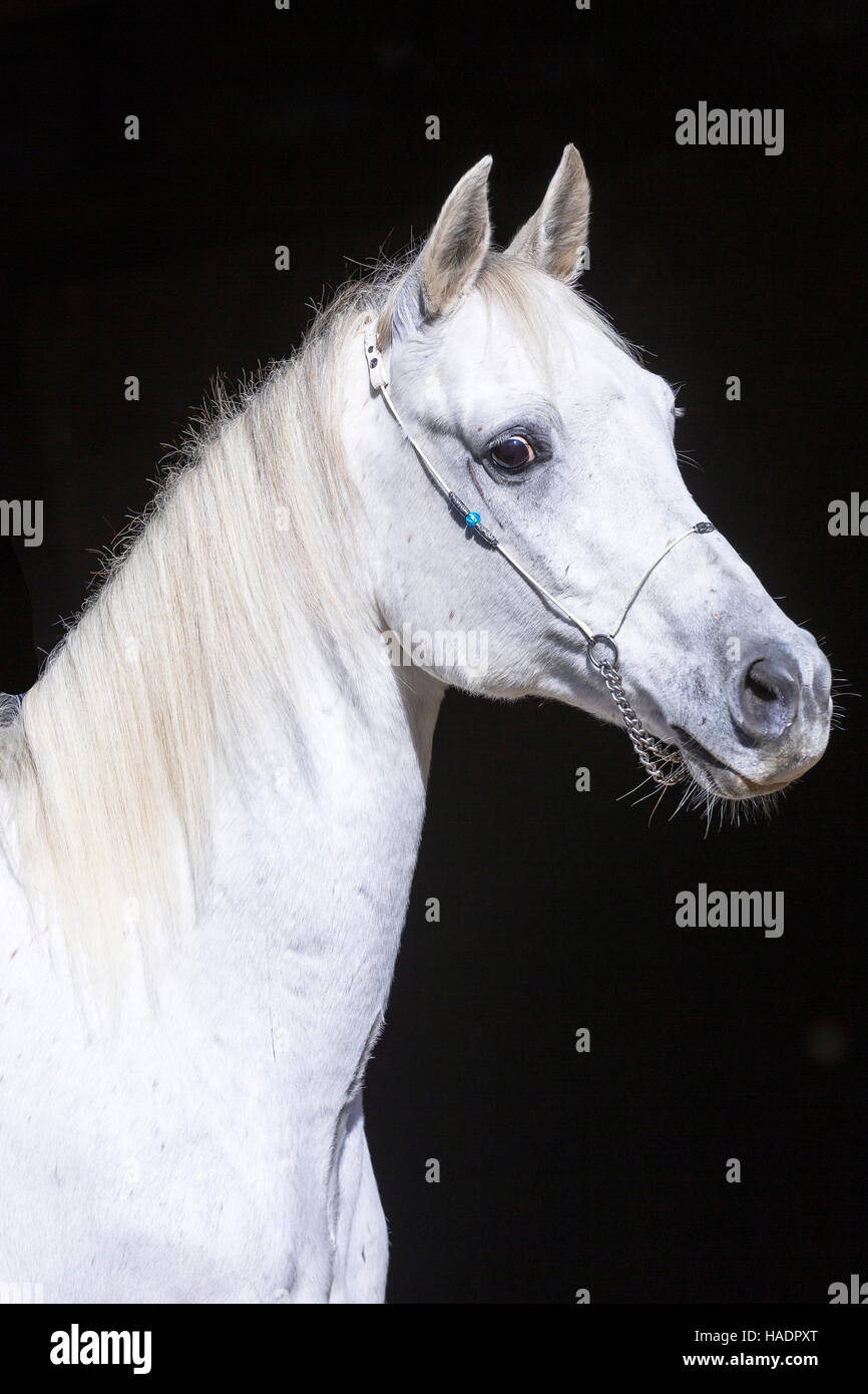 Arabian Horse. Portrait of gray gelding. Germany Stock Photo - Alamy
