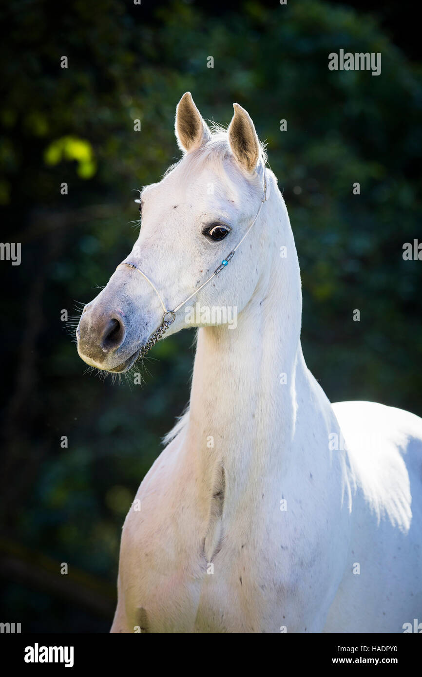 Arabian Horse. Portrait of gray gelding. Germany Stock Photo - Alamy