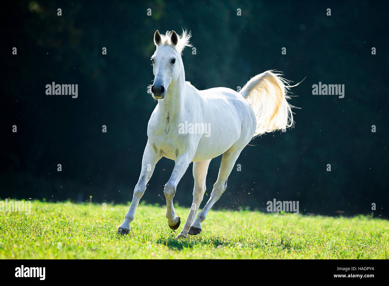 Arabian Horse. Gray gelding galloping on a pasture. Germany Stock Photo ...