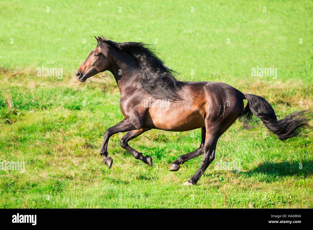 Pure Spanish Horse, Andalusian. Bay stallion galloping on a pasture ...