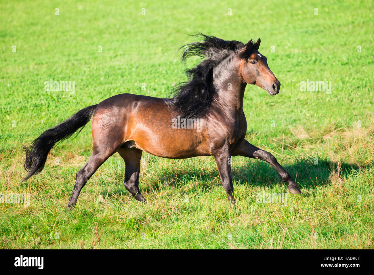 Pure Spanish Horse, Andalusian. Bay stallion galloping on a pasture ...