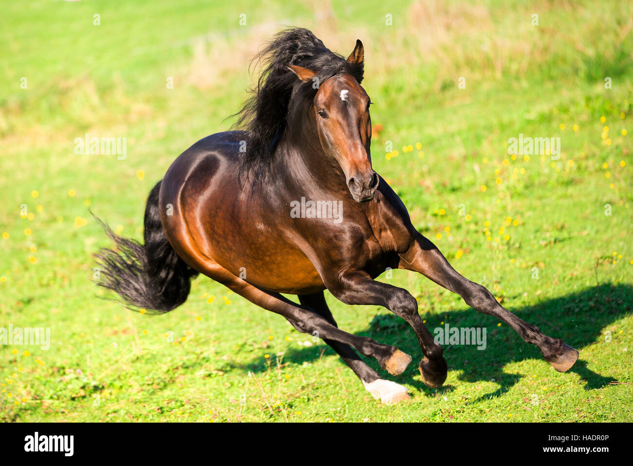 Pure Spanish Horse, Andalusian. Bay stallion galloping on a pasture ...