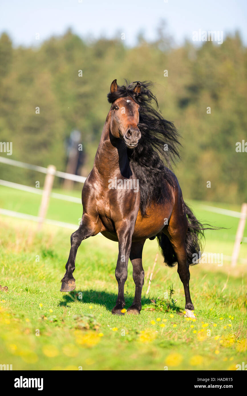 Pure Spanish Horse, Andalusian. Bay stallion galloping on a pasture ...