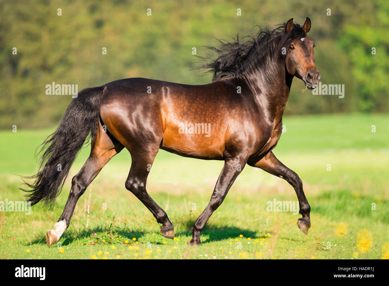 Pure Spanish Horse, Andalusian. Bay stallion trotting on a pasture ...