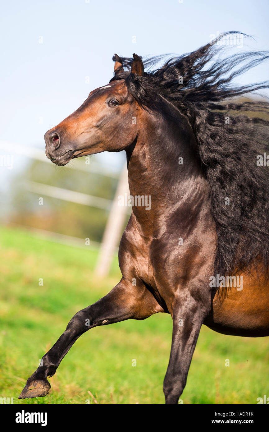 Pure Spanish Horse, Andalusian. Bay stallion galloping on a pasture ...