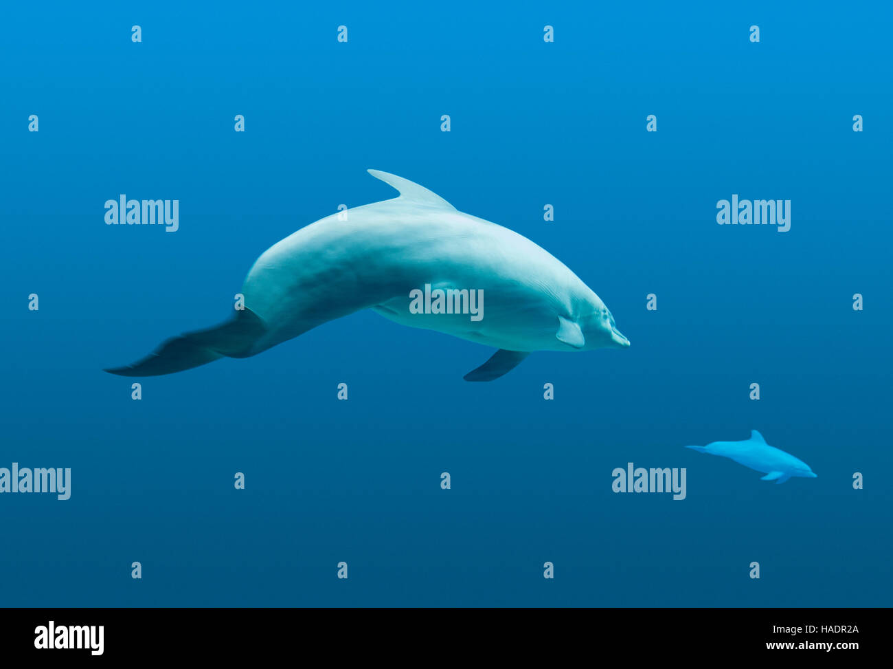 underwater scenery showing two common bottlenose dolphins in blue water ...