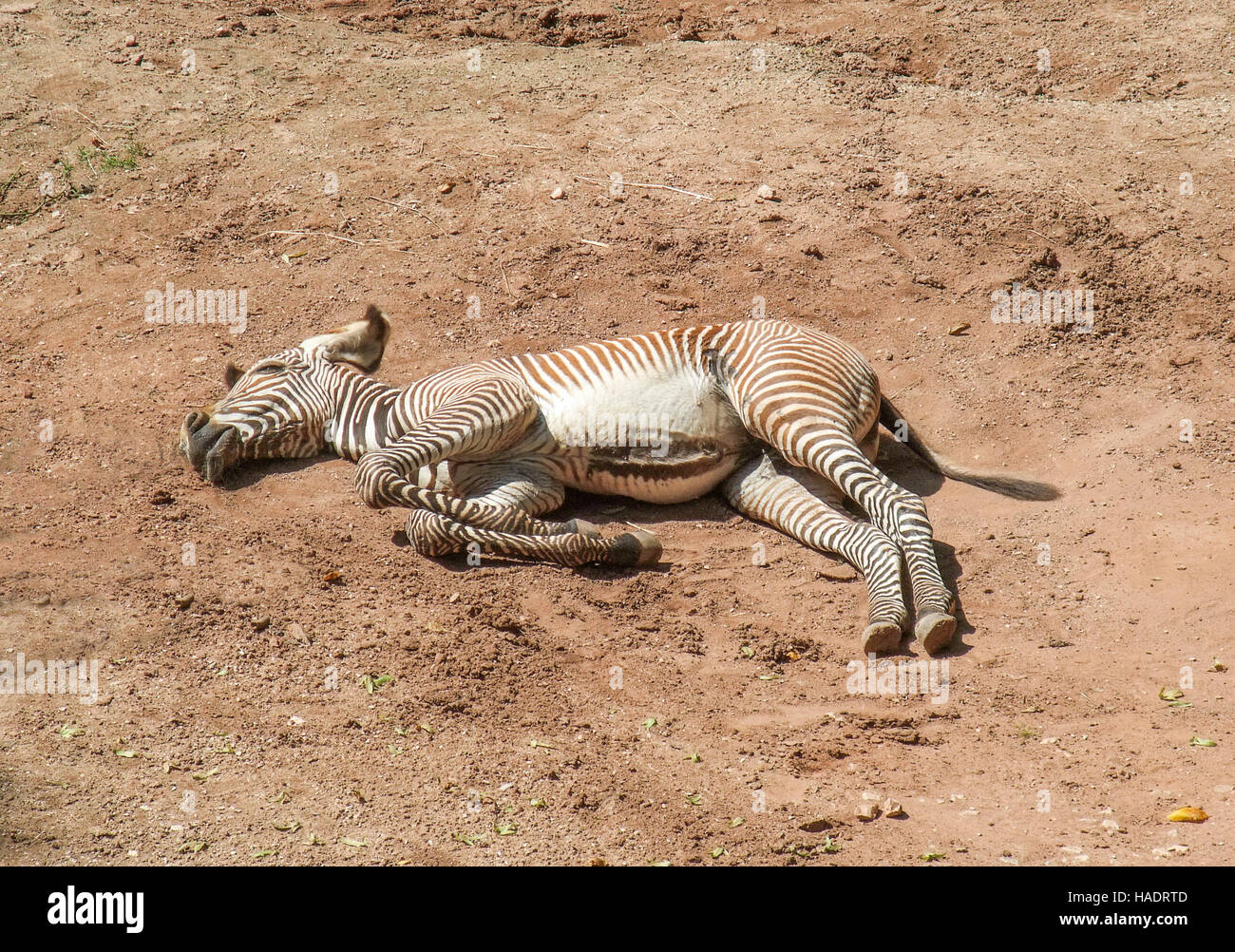 sunny scenery showing a zebra resting on the ground Stock Photo - Alamy