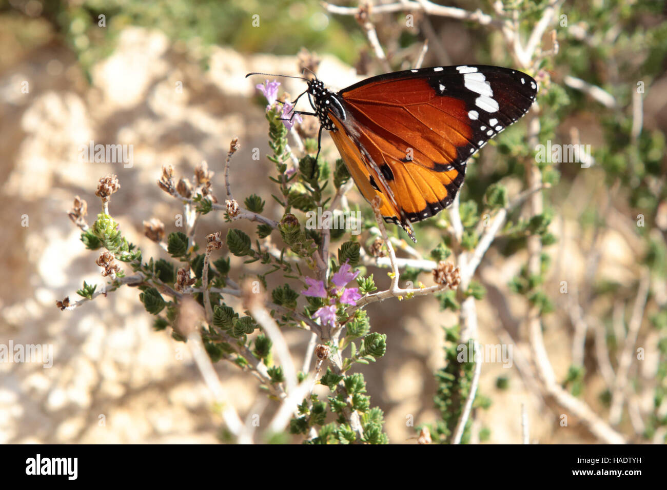 Plain tiger butterfly hi-res stock photography and images - Alamy