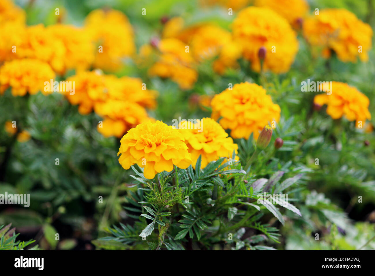 Marigolds Tagetes erecta, Mexican marigold, Aztec marigold, African ...