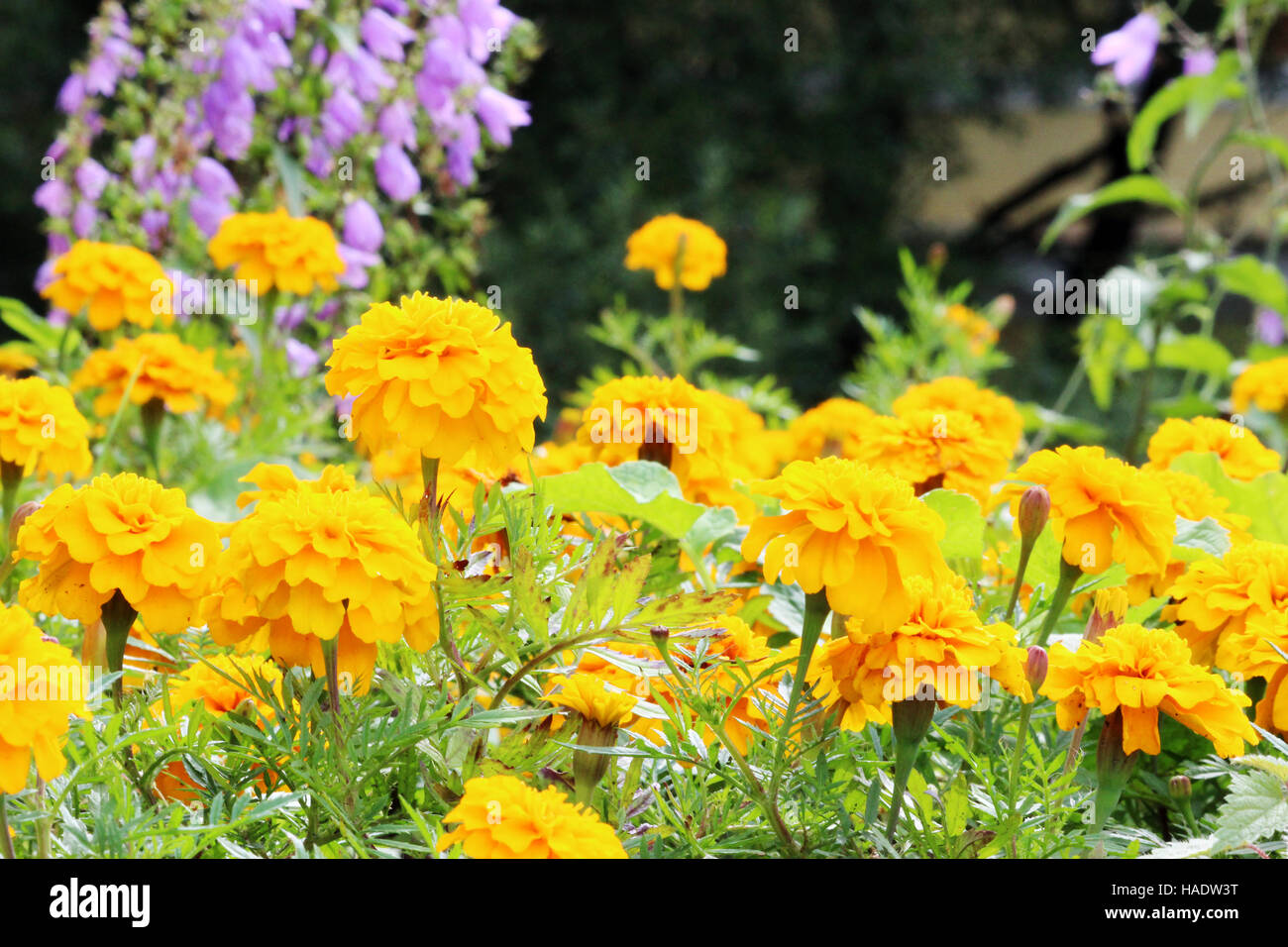 Marigolds Tagetes erecta, Mexican marigold, Aztec marigold, African ...