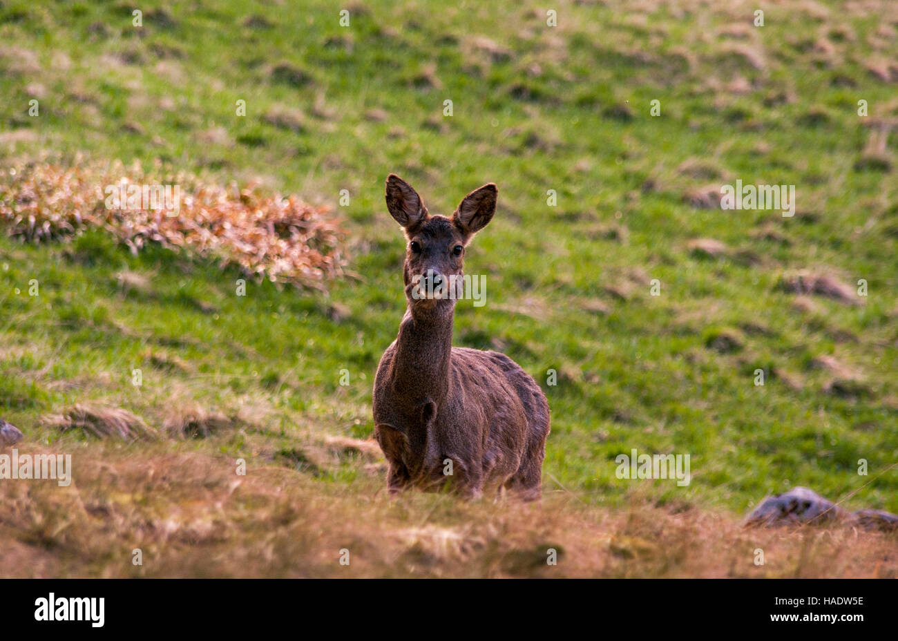 Animal glade mammal wildlife hi-res stock photography and images - Alamy