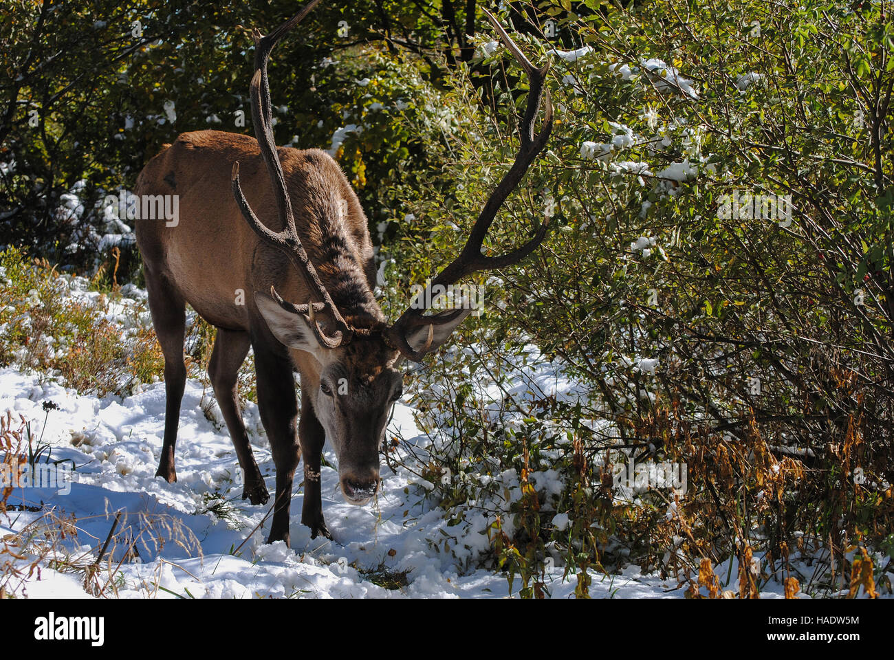 Adult deer in a natural environment Stock Photo - Alamy