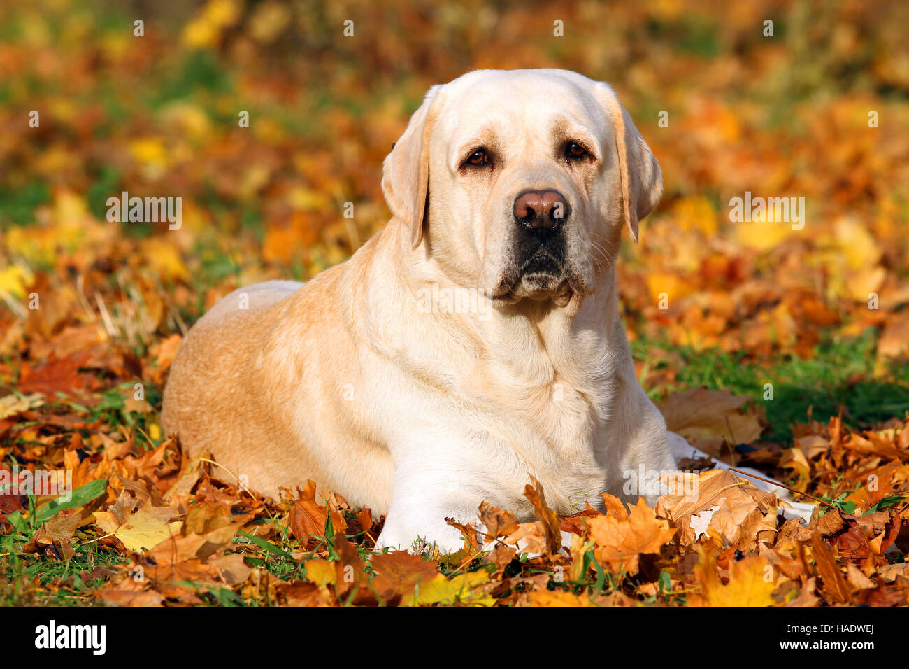 the nice yellow labrador in the park in autumn Stock Photo - Alamy