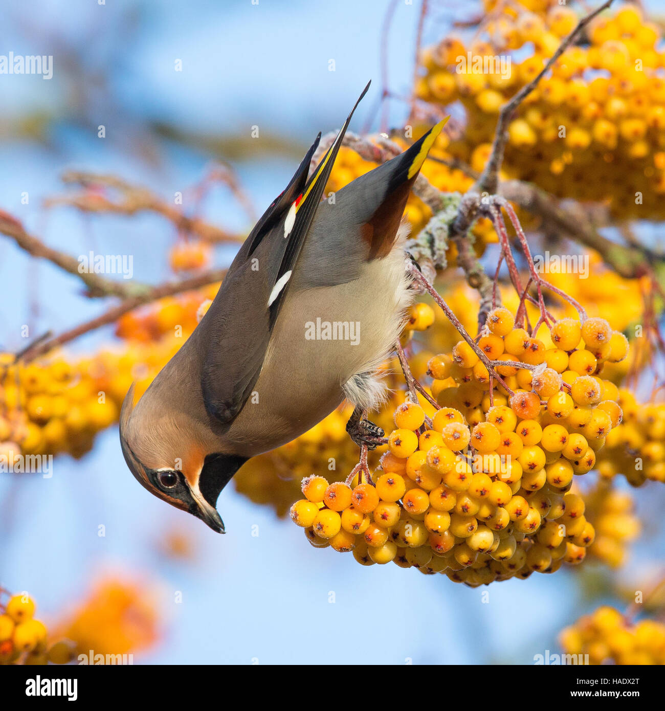 Waxwing on a berry tree hi-res stock photography and images - Alamy
