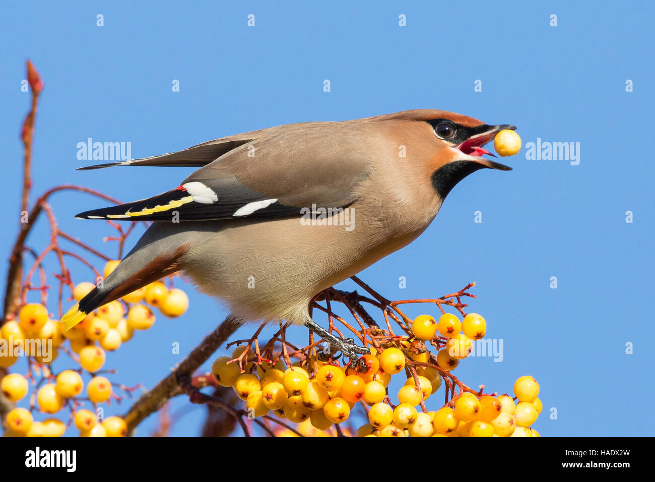 Waxwing on a berry tree hi-res stock photography and images - Alamy