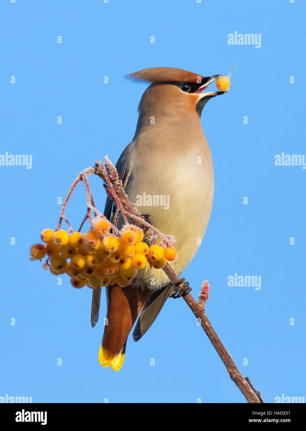 A Waxwing with a frosted yellow berry in its beak sitting on a twig of ...