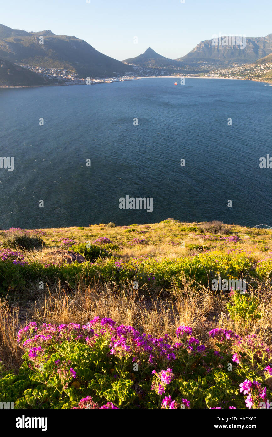 Spring wild flowers seen from the Chapman Peak Drive, Hout Bay, Cape ...