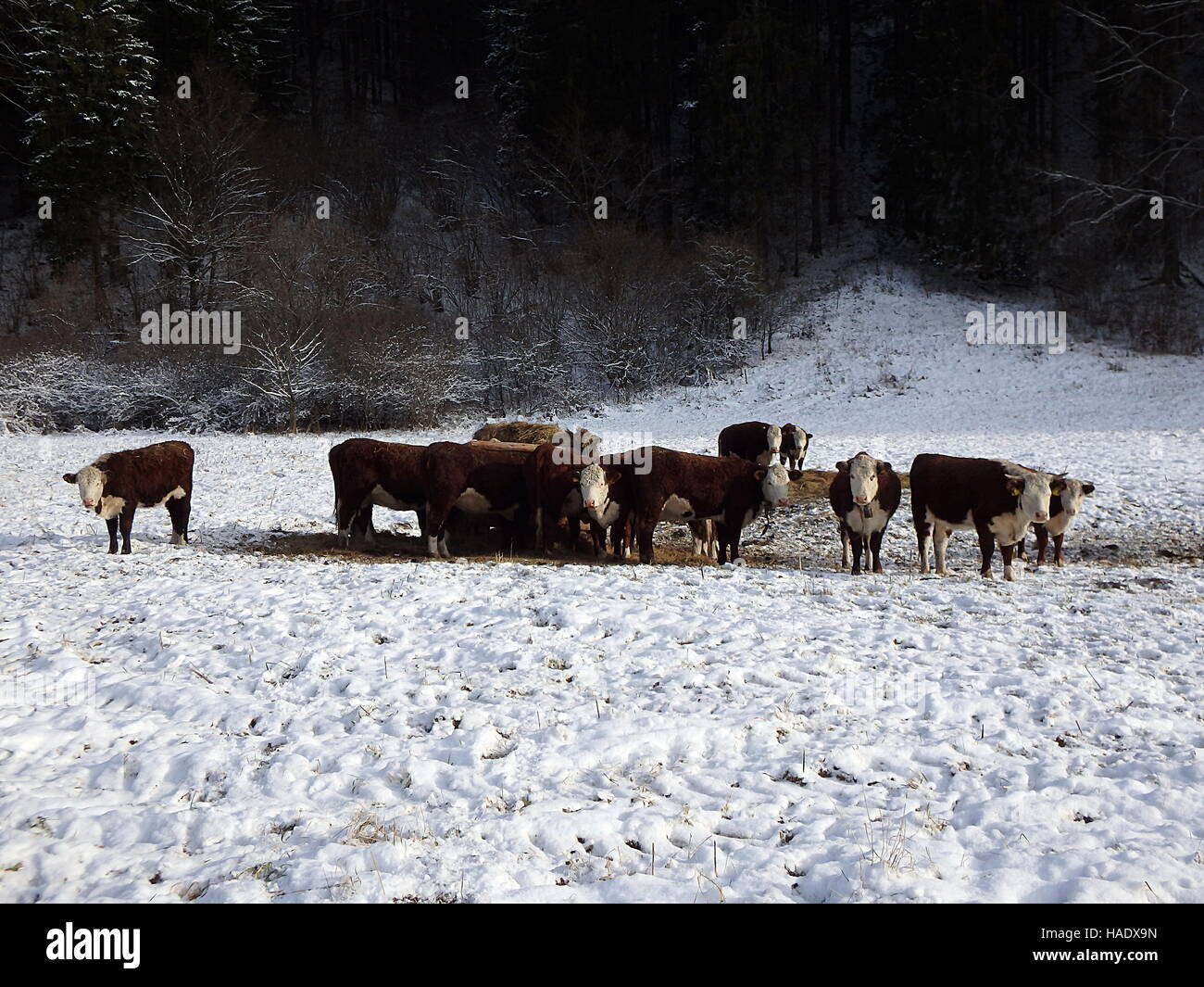 cow in snow landscape, cow grazing in the snow Stock Photo - Alamy