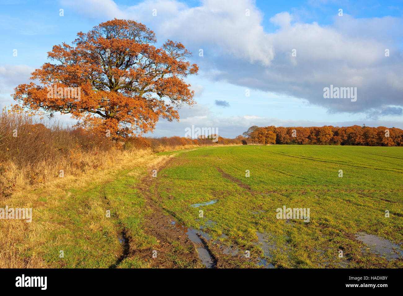 English landscape with an Oak tree with bright orange autumn foliage by ...