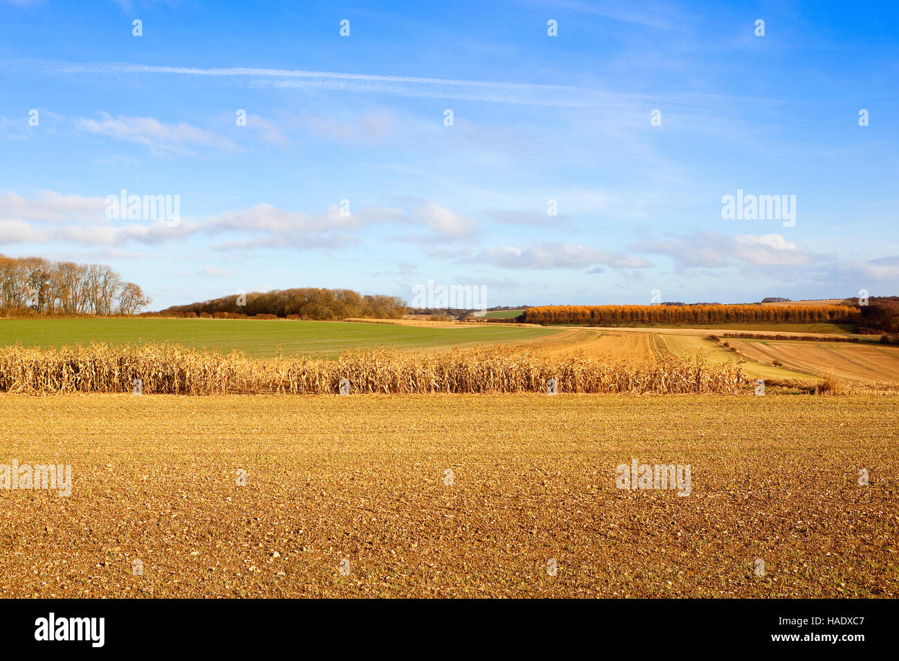 Dry maize crop grown for pheasant cover on chalky soil near woodland in ...
