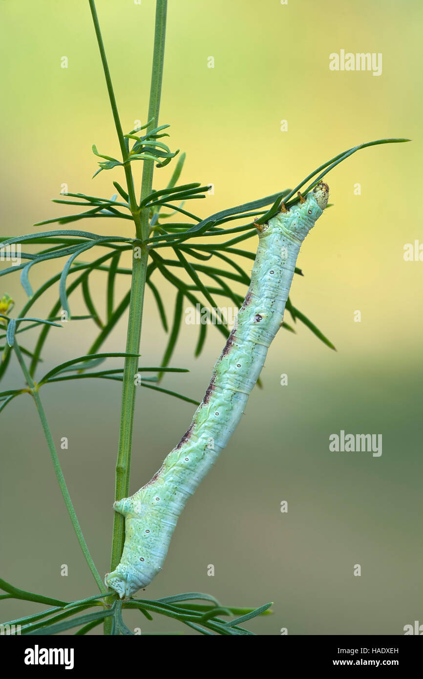 Ascotis hi-res stock photography and images - Alamy